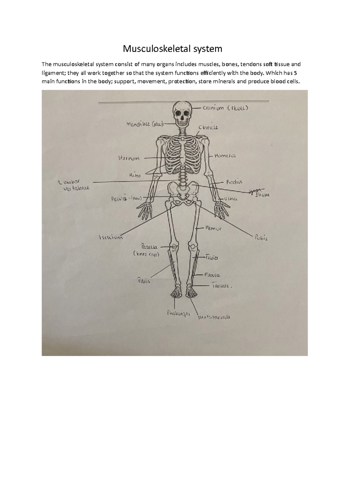 8A- Musculoskeletal system - Musculoskeletal system The musculoskeletal ...