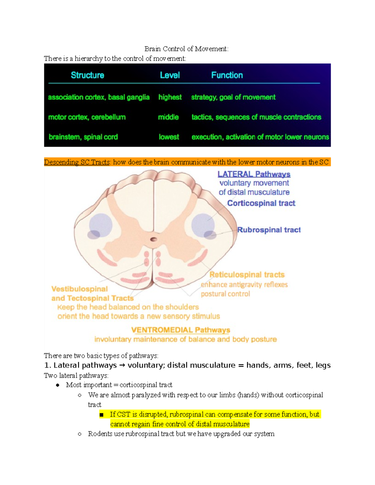 Chapter 14 Brain Control of Movement - Brain Control of Movement: There ...