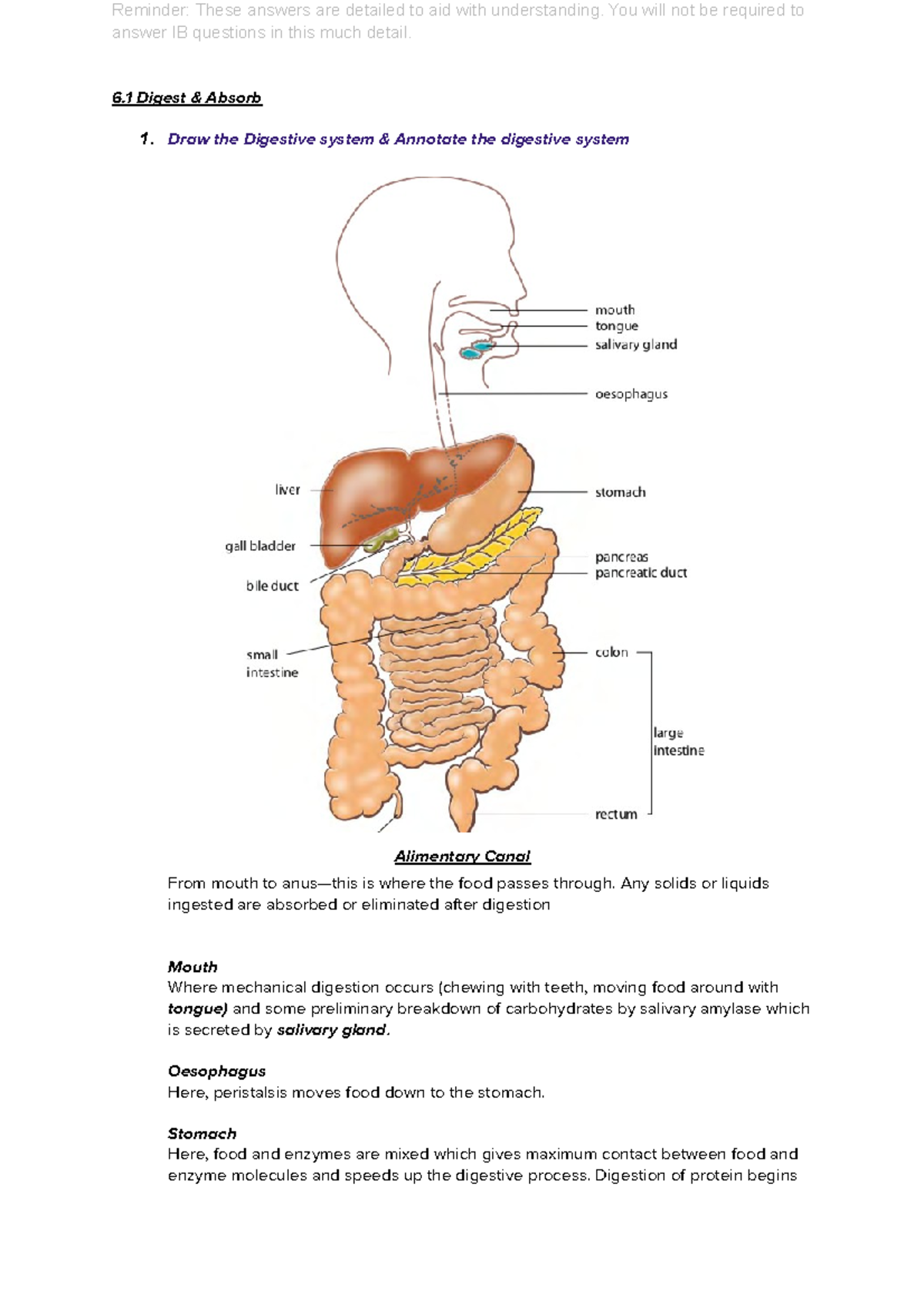 6. Human Physiology - Biology Year 11/12 Band 6 Notes - answer IB ...
