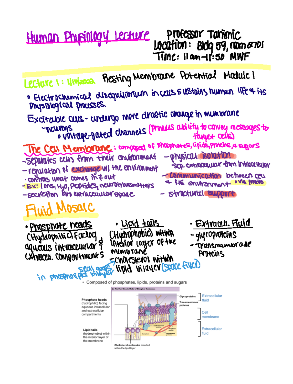 Human physiology Lecture (MWF) - tumanphysiologylecture ...