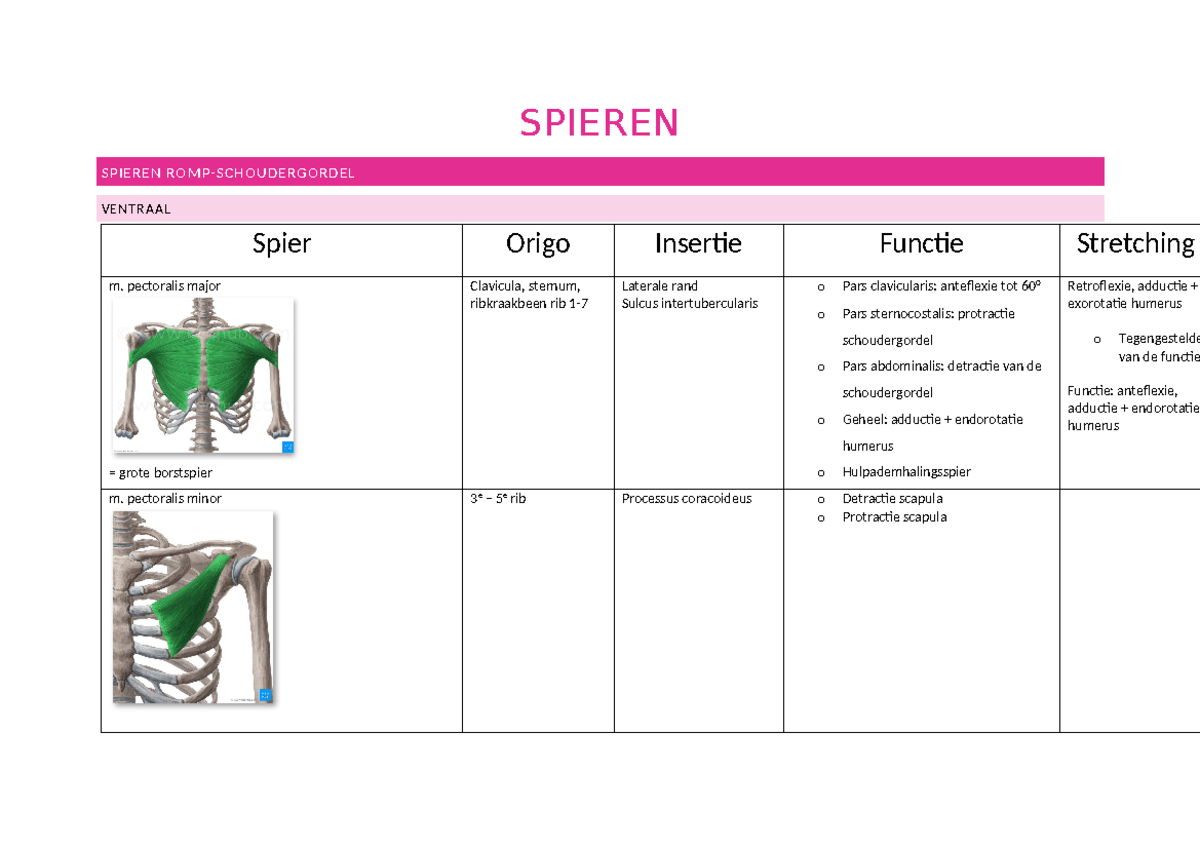 Spieren - SPIEREN SPIEREN ROMP-SCHOUDERGORDEL VENTRAAL Spier Origo ...