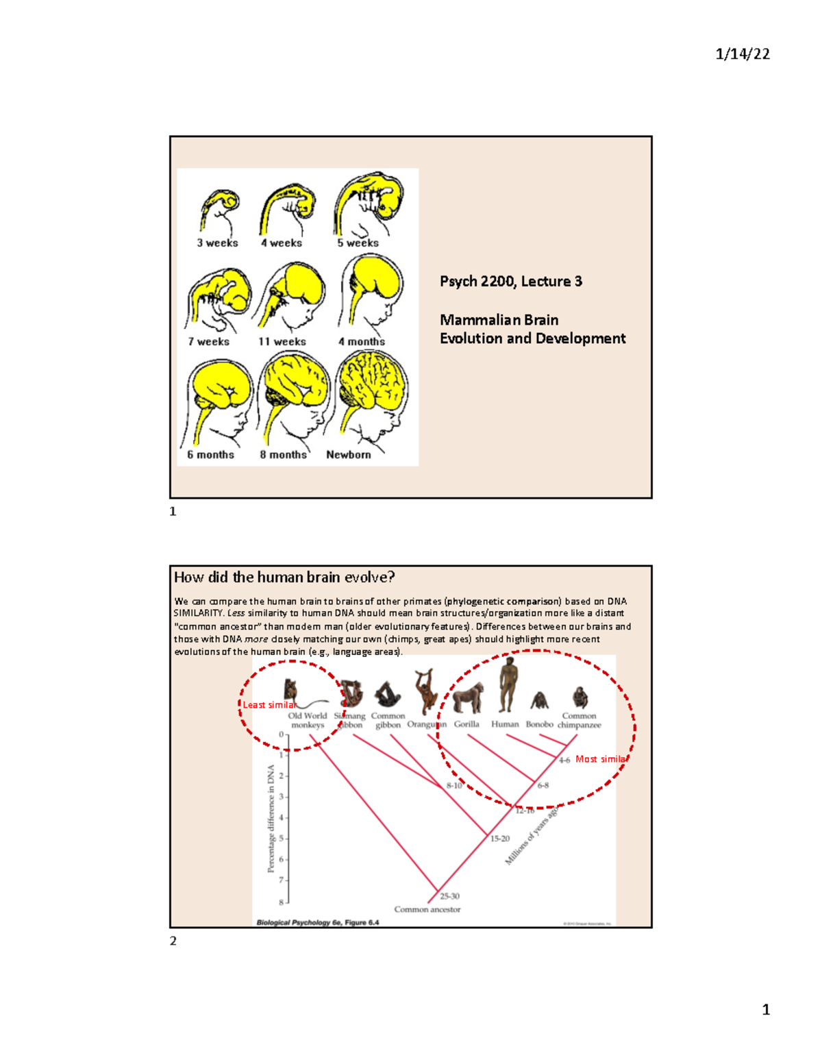 3 - Evolution - Psych 2200, Lecture 3 Mammalian Brain Evolution and ...