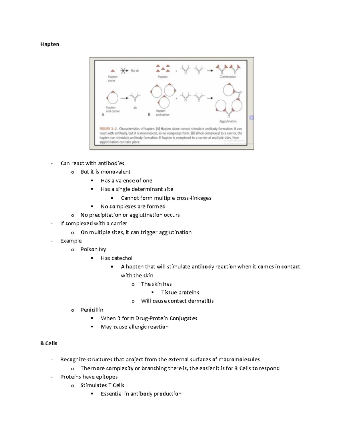 Hapten - Hapten Can react with antibodies o But it is monovalent Has a ...