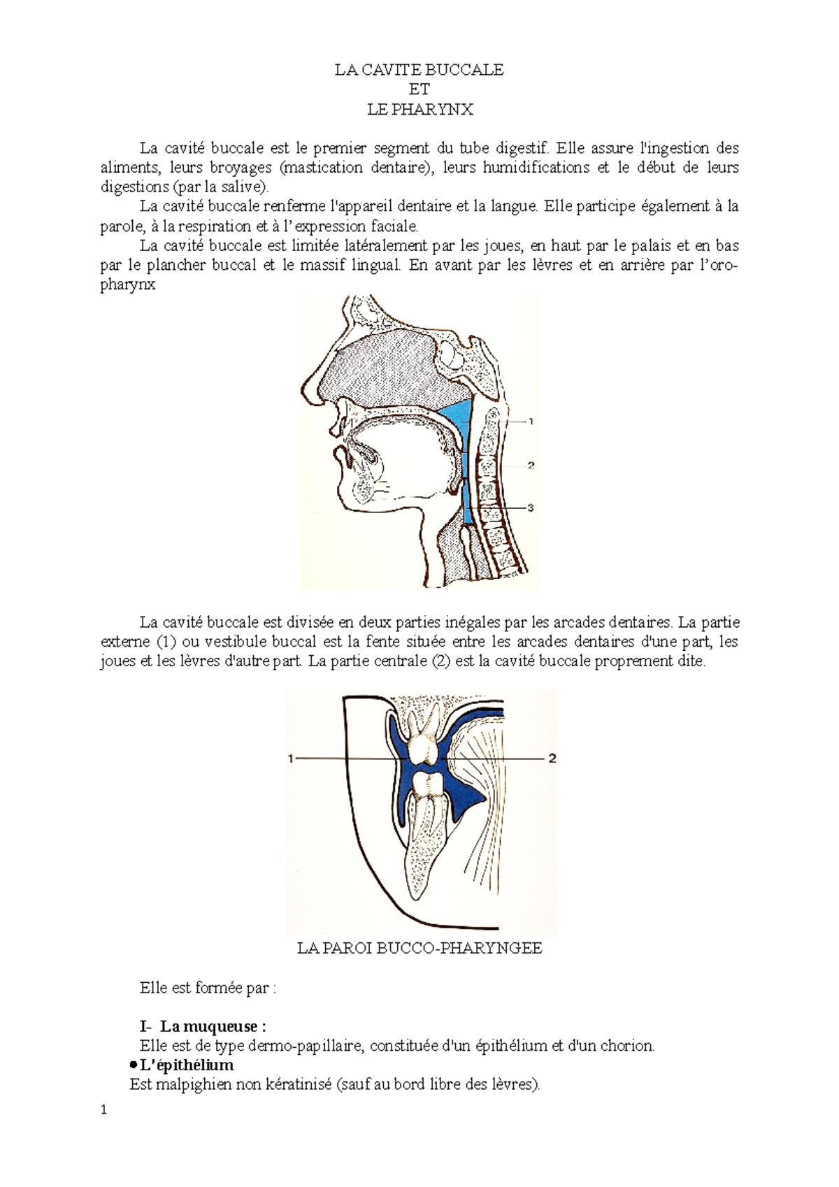 LA- Cavite- Buccale - Cours - LA CAVITE BUCCALE ET LE PHARYNX La cavité ...