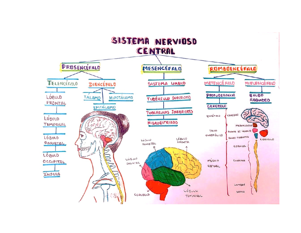 anatomia del SNC - ANATOMIA I - Studocu