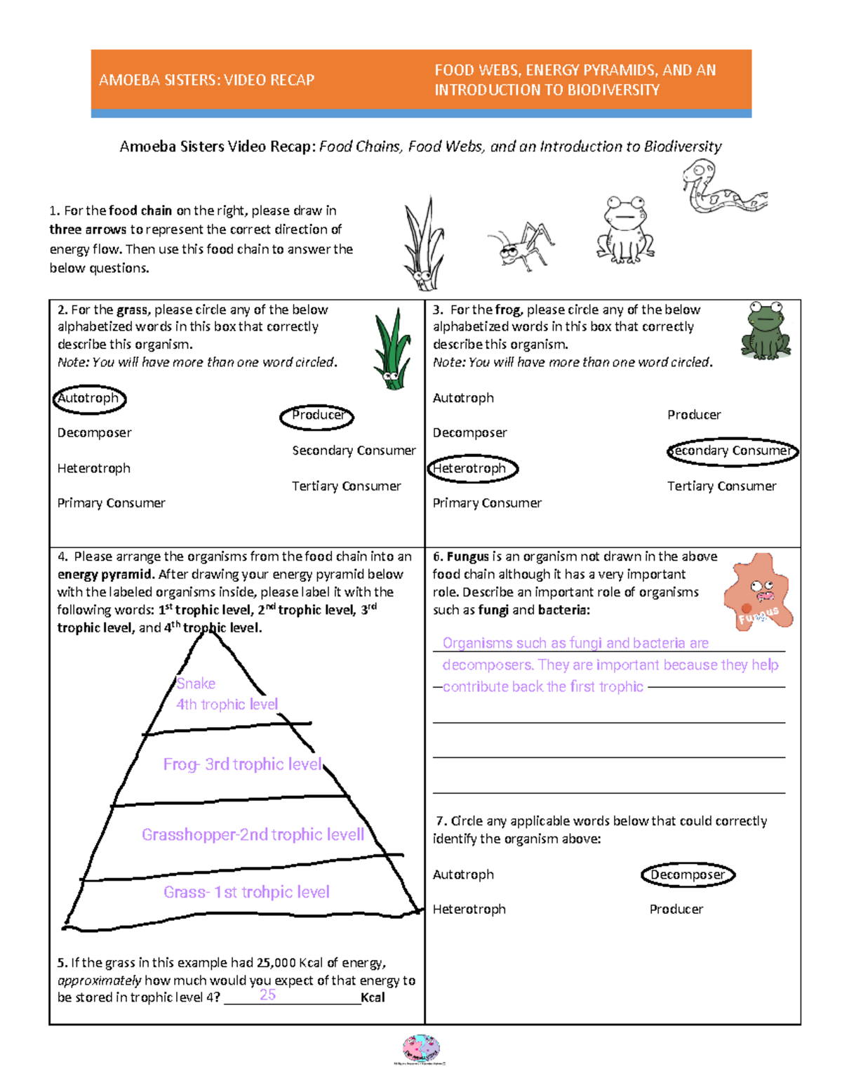 Kami Export video recap of food webs energy pyramids and intro to ...