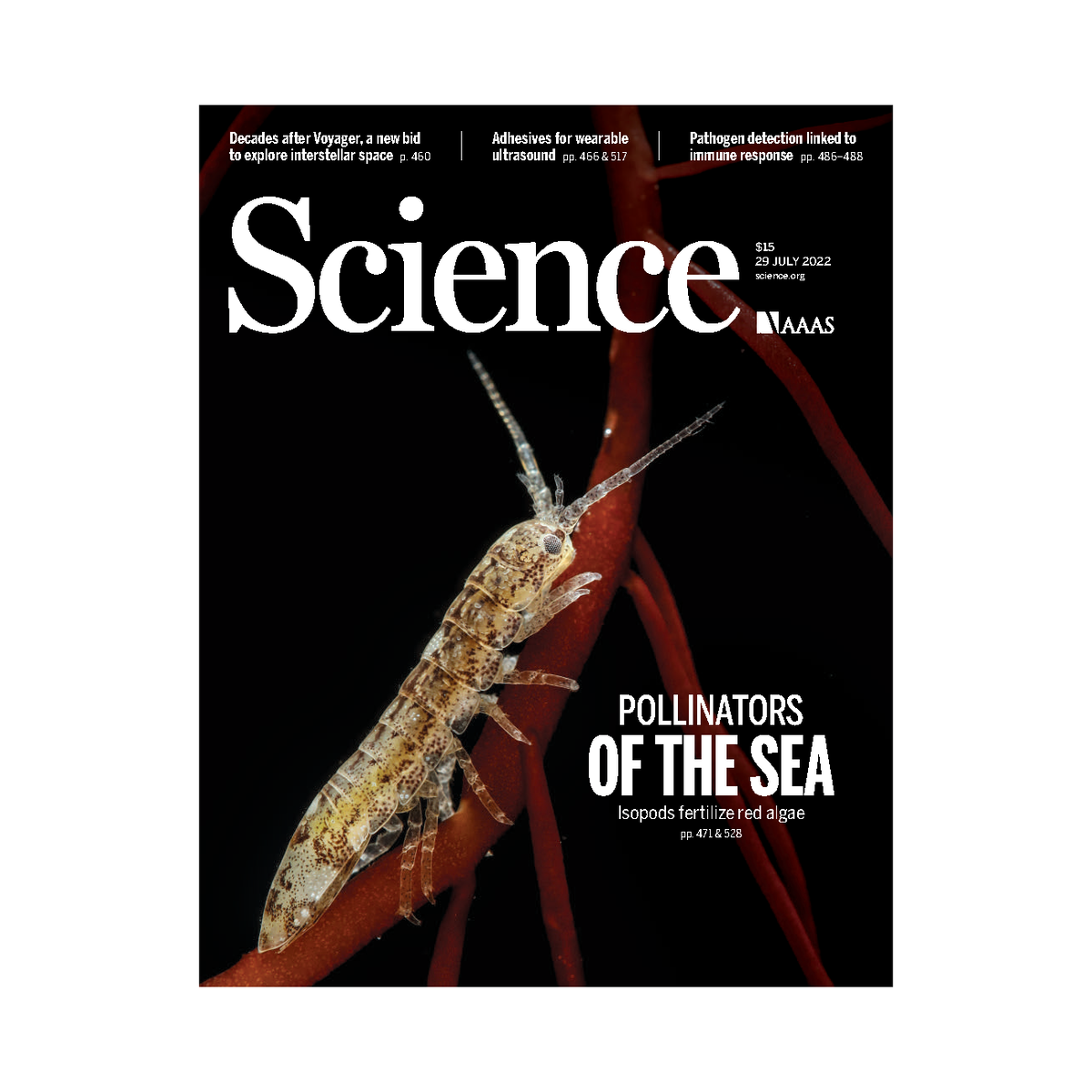 Science 20220729 - Pollinators of the sea - $ 29 JULY 2022 science ...