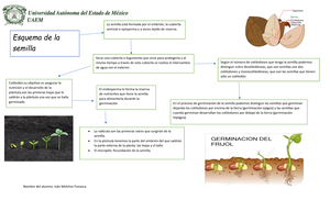 mapa conceptual de Tejidos basicos - Ivan Melchor Fonseca tejidos basicos vegetales . Los - Studocu