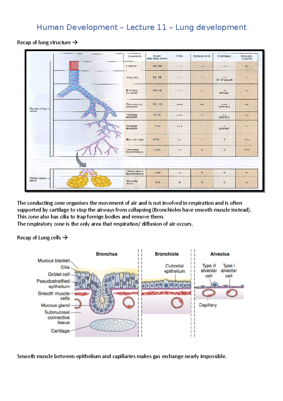 Human Development, Organogenesis and Anatomy Lecture 11 - Human ...
