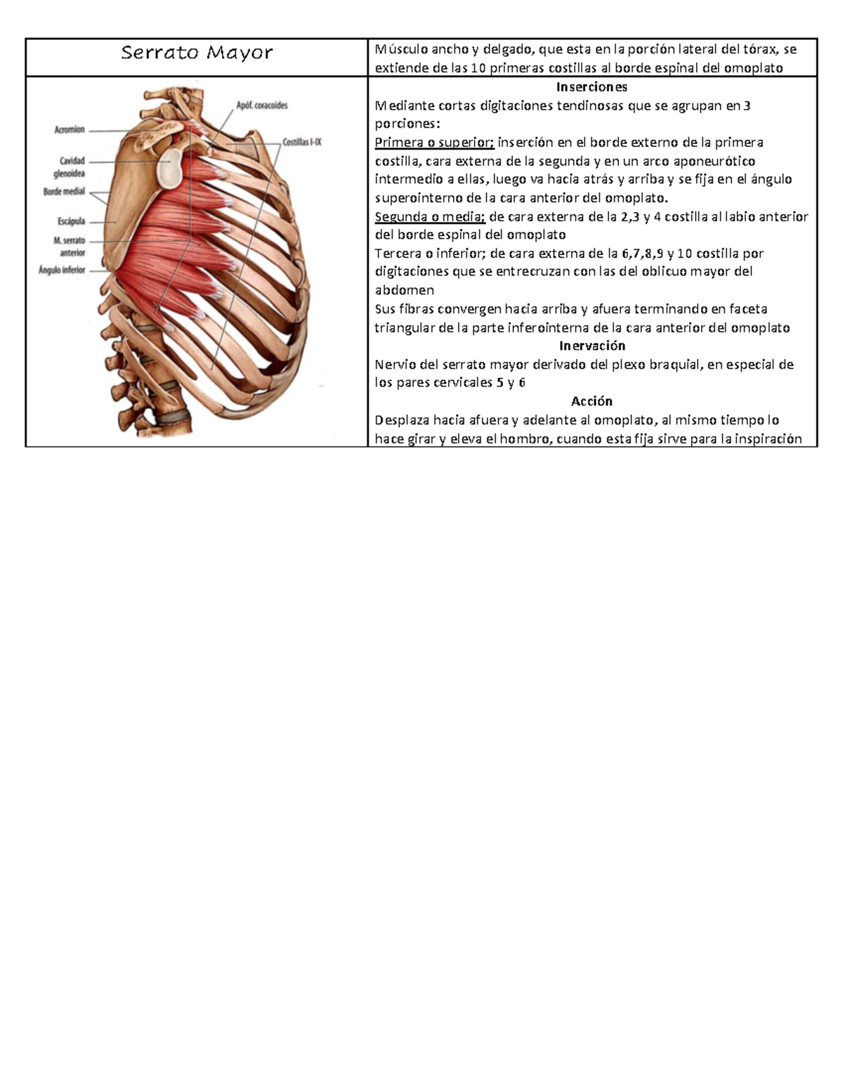 Serrato - Tabla anatomia - Serrato Mayor Músculo ancho y delgado, que ...