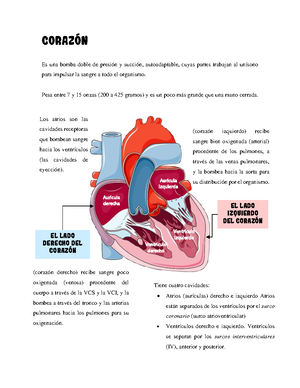 Configuración Interna del Corazón - CONFIGURACIÓN INTERNA CORAZON ...