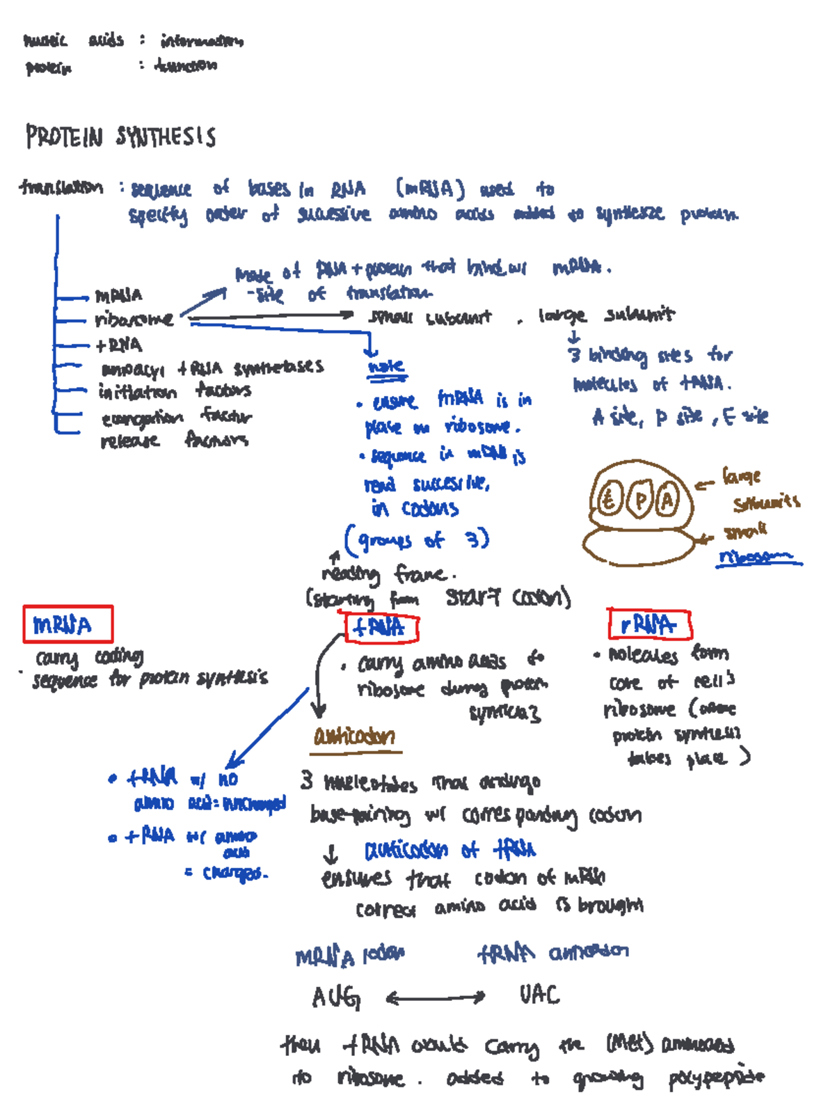 Week 8 - Translation RNA to protein - nucleic acids information protein ...