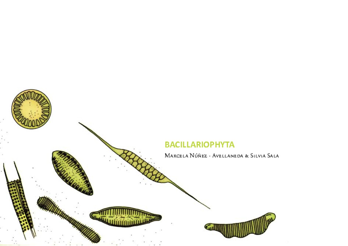 Bacillariophyta - información sobre las características de las ...