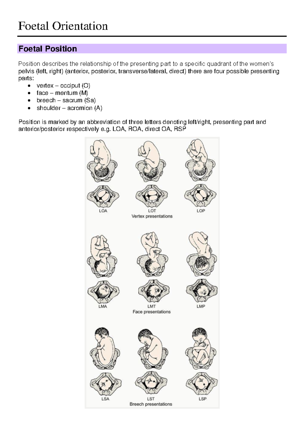 Management of the Foetus - Foetal Orientation Foetal Position Position ...