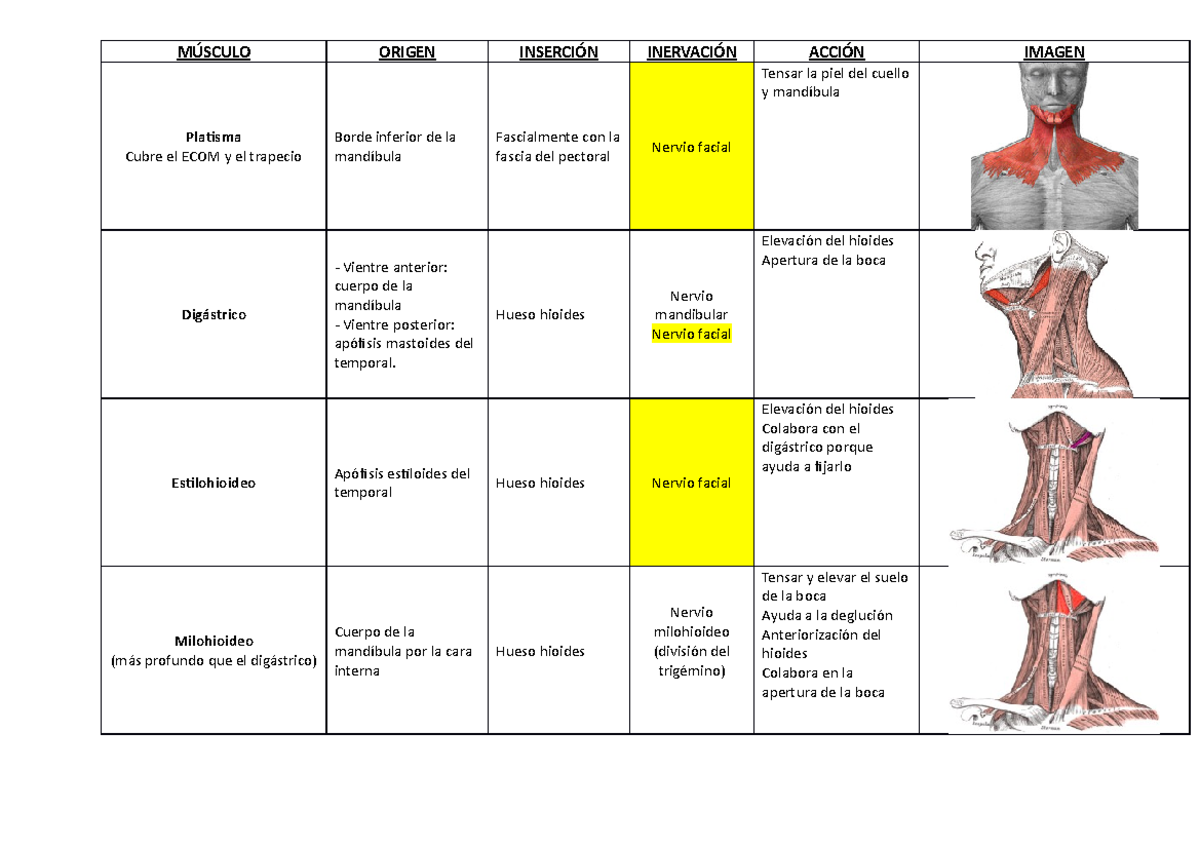 10. Tabla músculos cuello y espalda - MÚSCULO ORIGEN INSERCIÓN ...