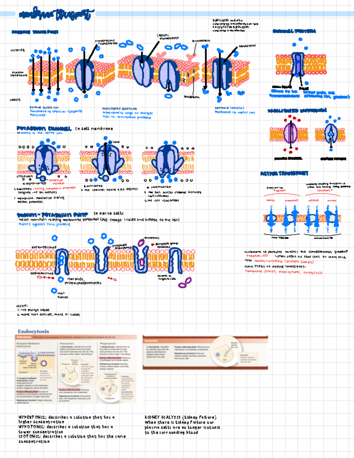 Copy of 1.4 Membrane Transport - DIFFUSION: could be concerning a ...