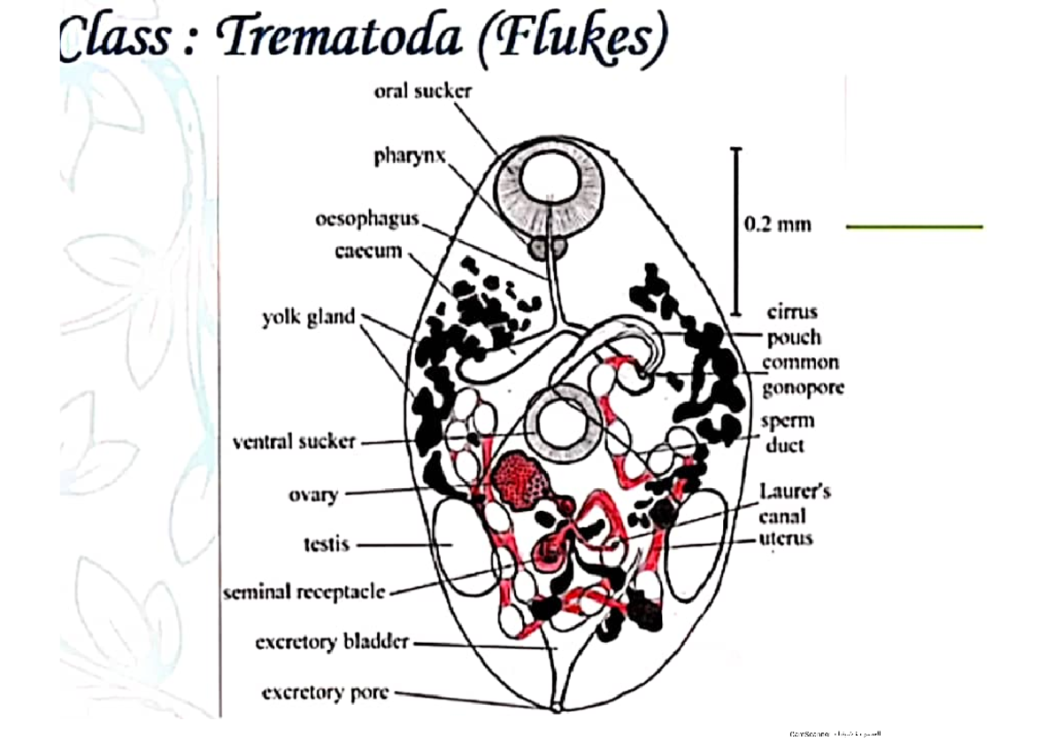 Parasitology section 4 - Class : Trematoda (Flukes) oral sucker pharynx ...