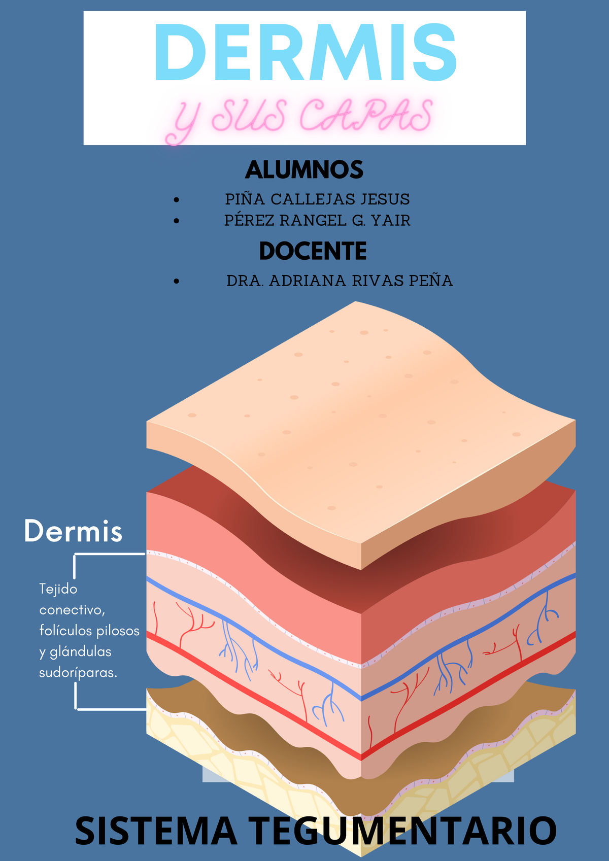 Dermis y sus capas ( Original) - Dermis Tejido conectivo, folículos ...