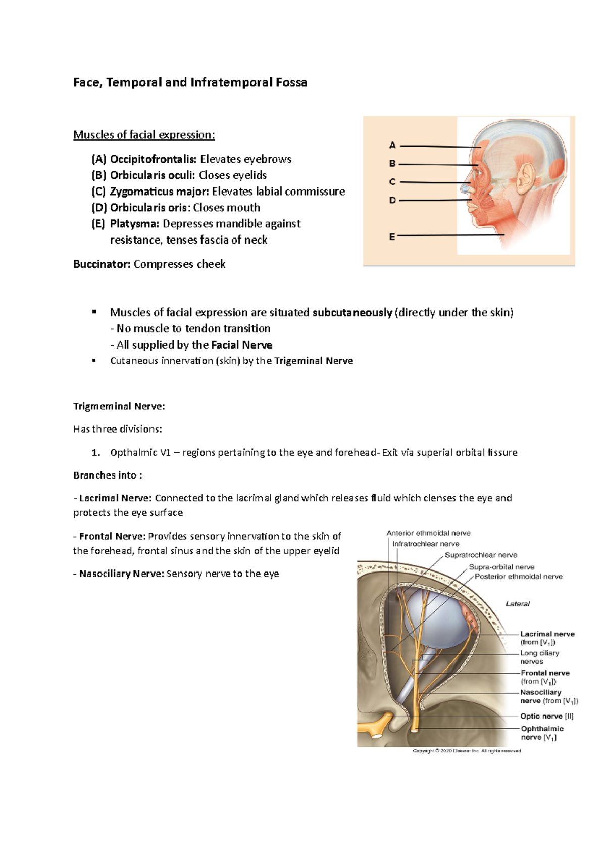 Face, Temporal and Infratemporal fossa - Face, Temporal and ...