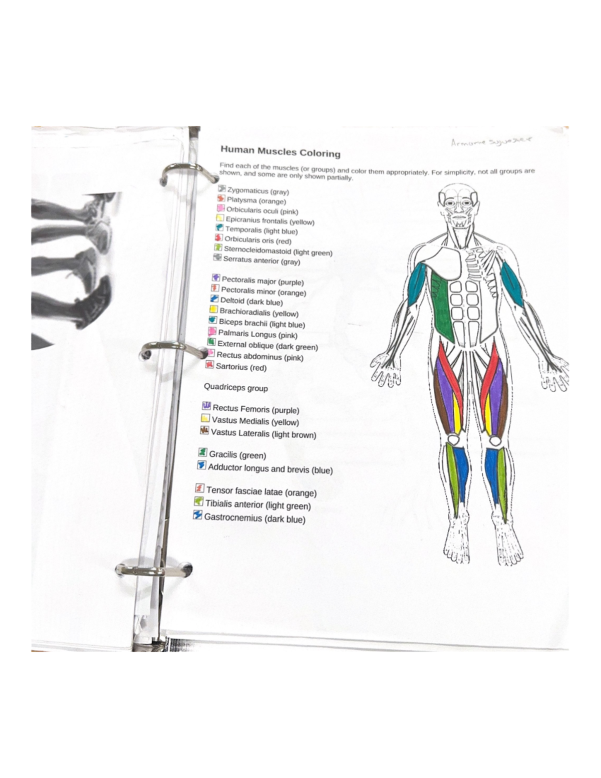 Human Muscles Coloring - Studocu