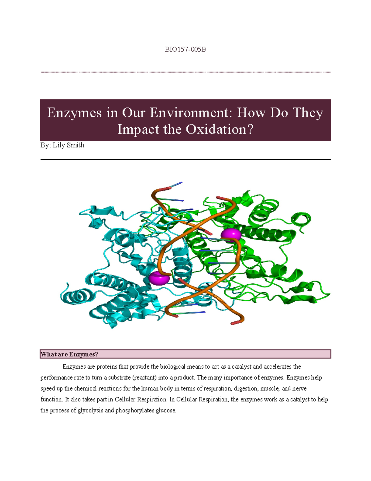 Lily Smith Reseach Enzyme paper - BIO157-005B Enzymes in Our ...