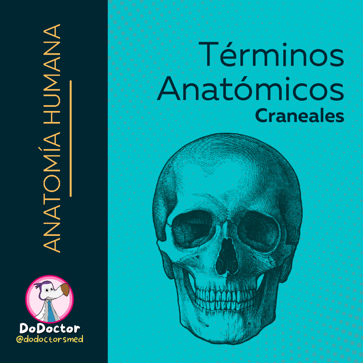 Términos anatómicos craneales - ANATOMÍA HUMANA Términos Anatómicos ...