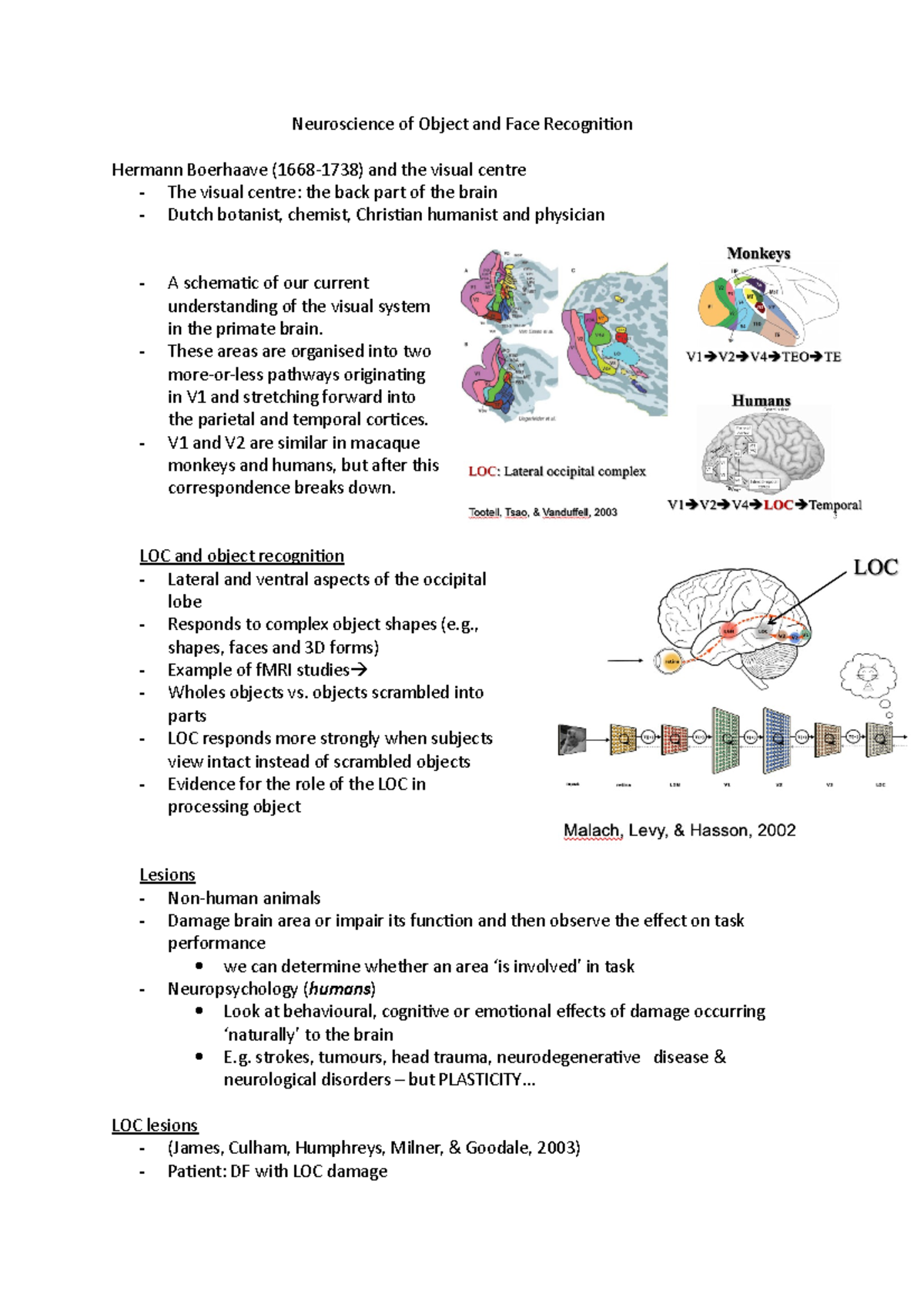 Neuroscience Of Object And Face Recognition These Areas Are Organised