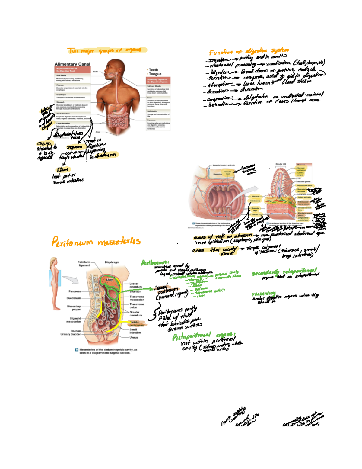 Digestive system - Lecture notes lecture 14 - Twomajorgroupsoforgans ...
