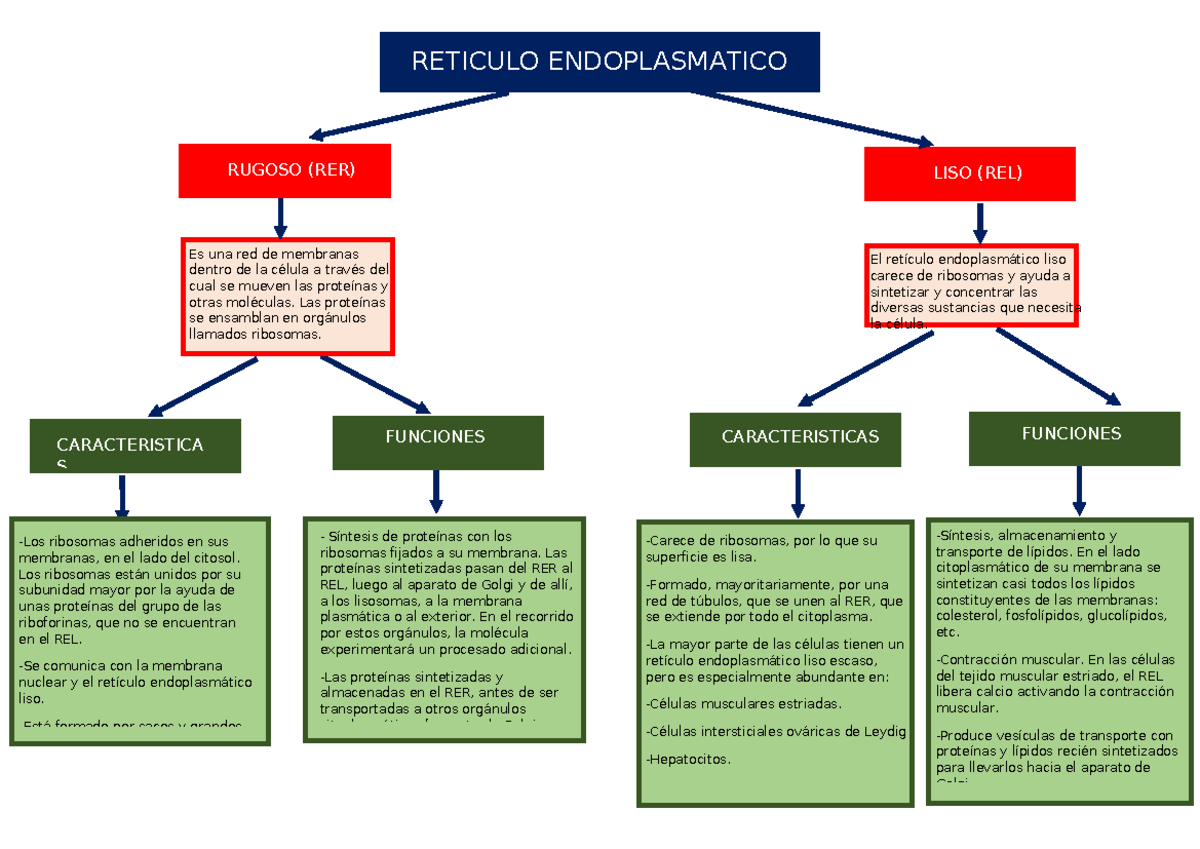 Reticulo Endoplasmatico - RUGOSO (RER) LISO (REL) FUNCIONES ...