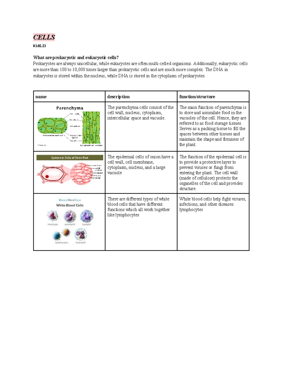 Biology - Google Docs - CELLS What are prokaryotic and eukaryotic cells ...