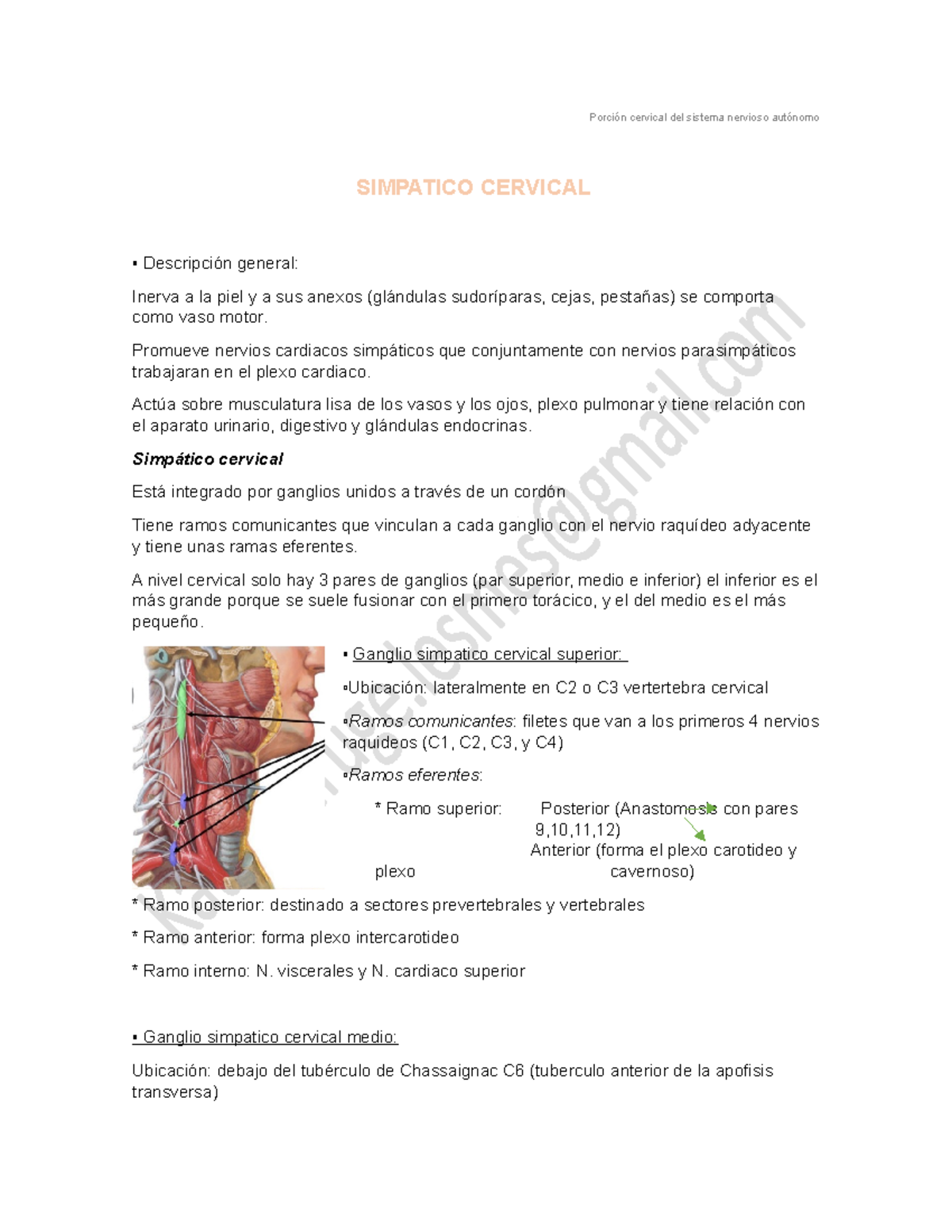 Simpatico Cervical - Porción cervical del sistema nervioso autónomo ...