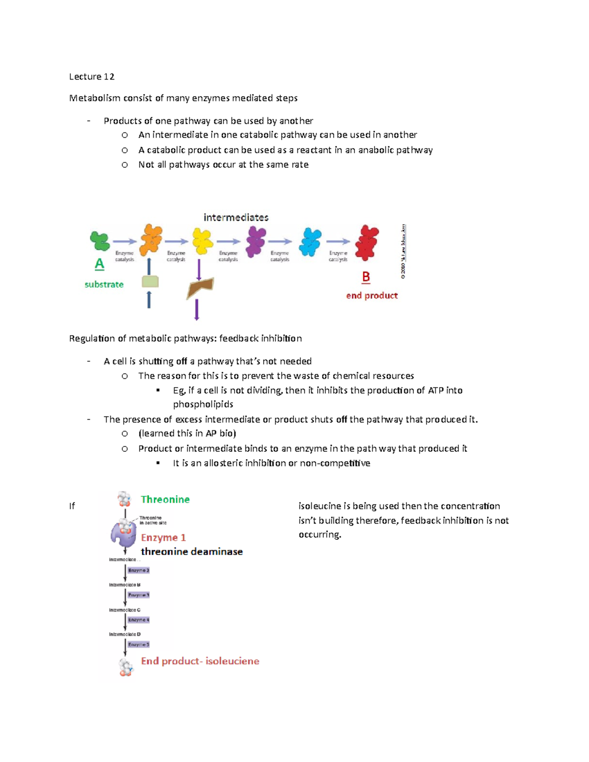 LEcture 12 Biology - Lecture 12 Metabolism consist of many enzymes ...