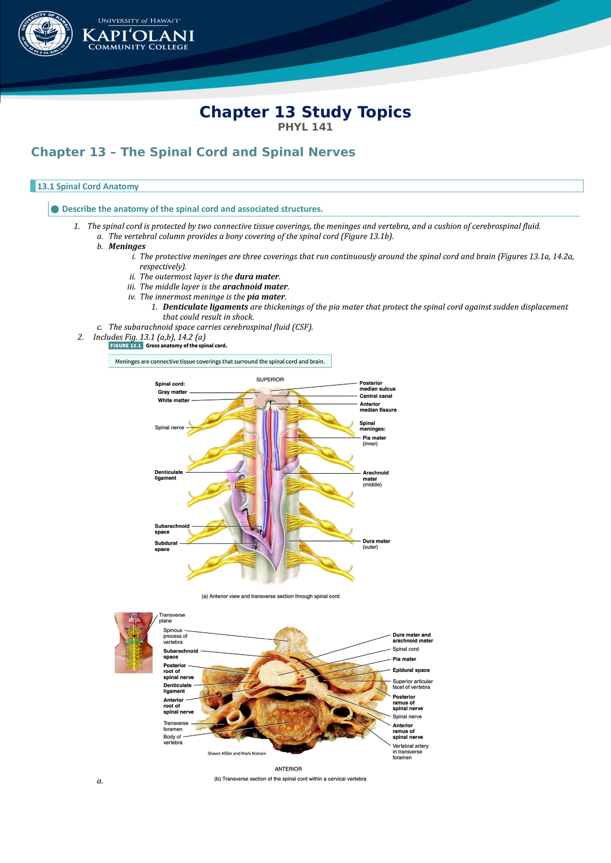 Chapter 13 Study Topics - Chapter 13 Study Topics PHYL 141 Chapter 13 – The Spinal Cord and ...