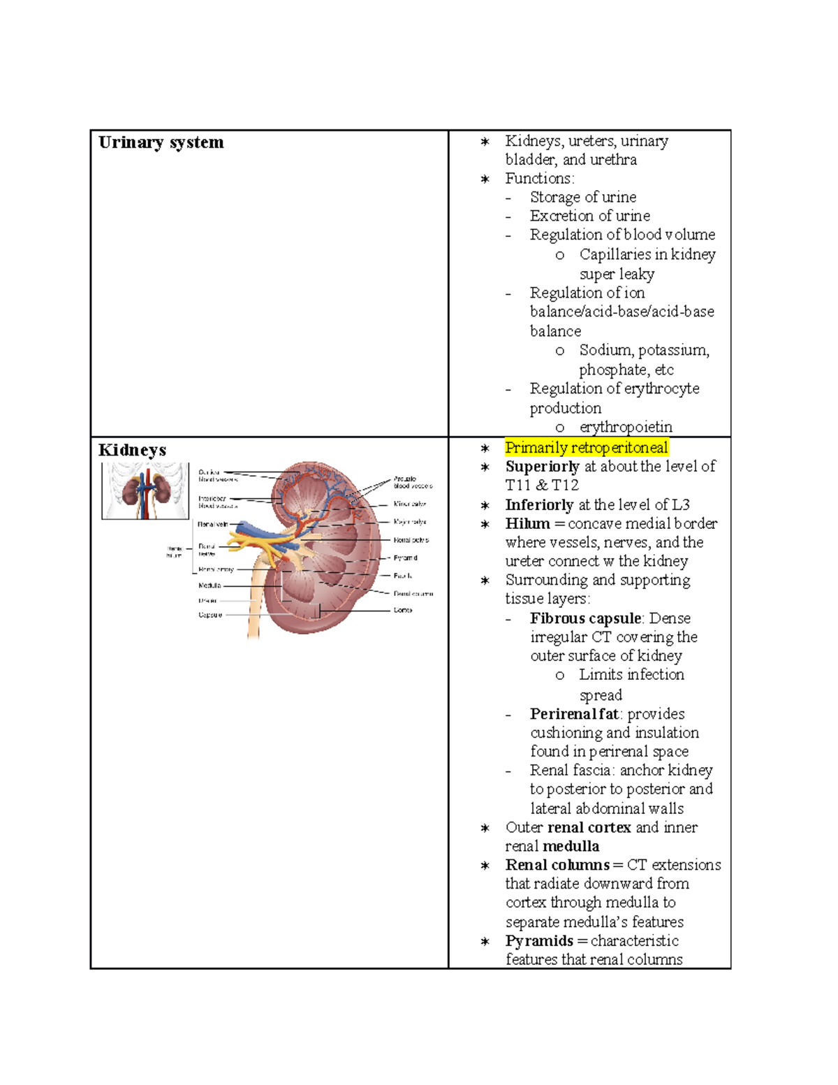 Mod 16 - Urinary System - Lecture notes 15-16 - Urinary system Kidneys ...