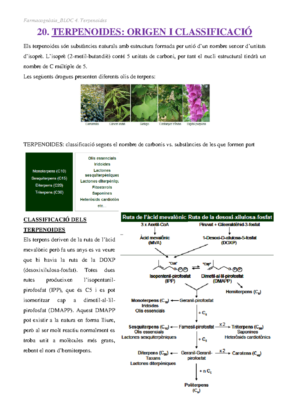Tema 20. Terpenoides - Farmacognòsia_BLOC 4. Terpenoides 20 ...