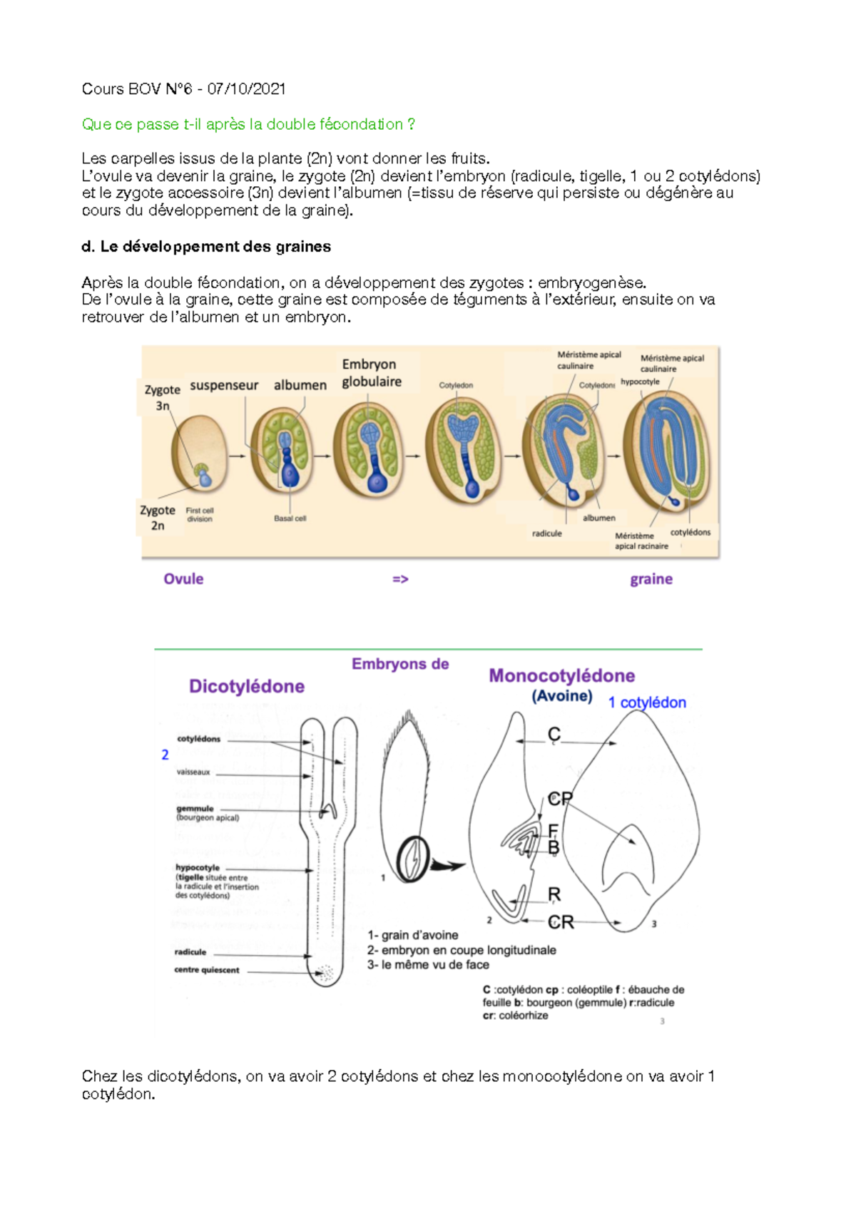 Cours BOV N°6 - L’ovule va devenir la graine, le zygote (2n) devient l ...