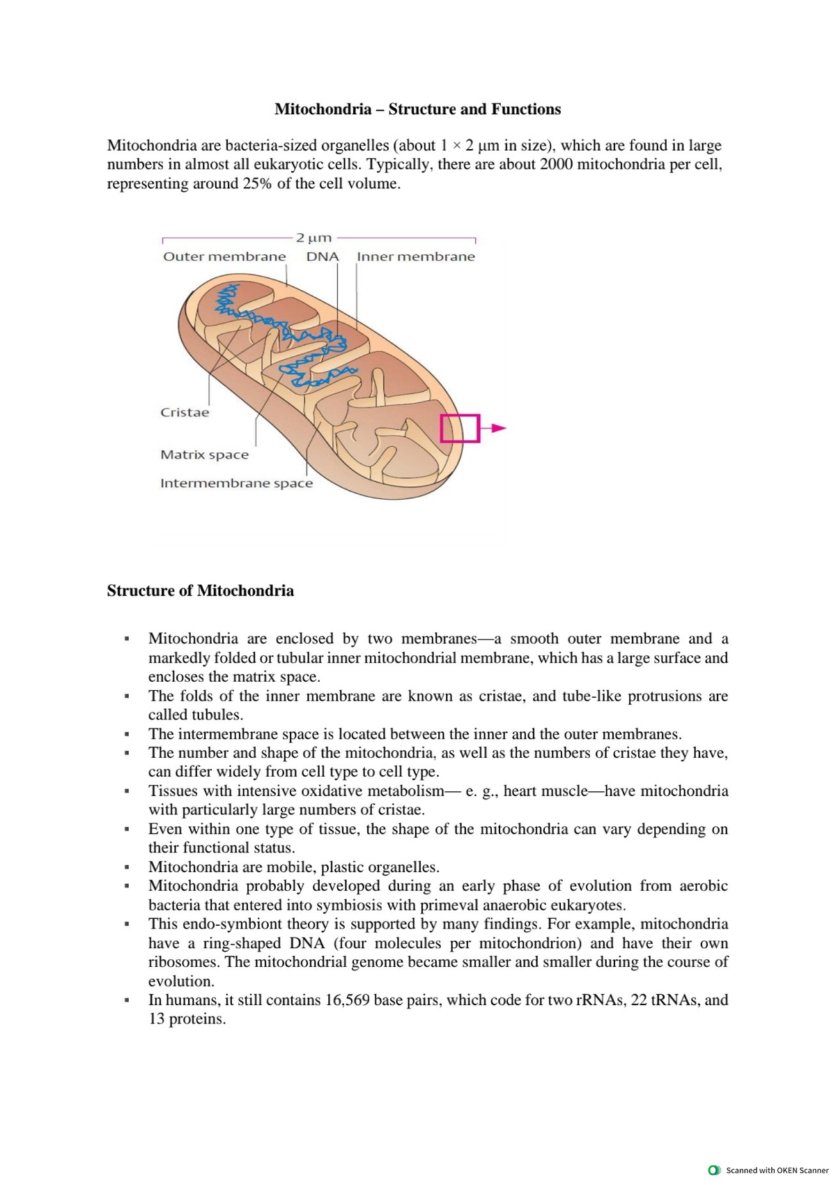 Structure and functions of Mitochondria - Cell Biology - Studocu