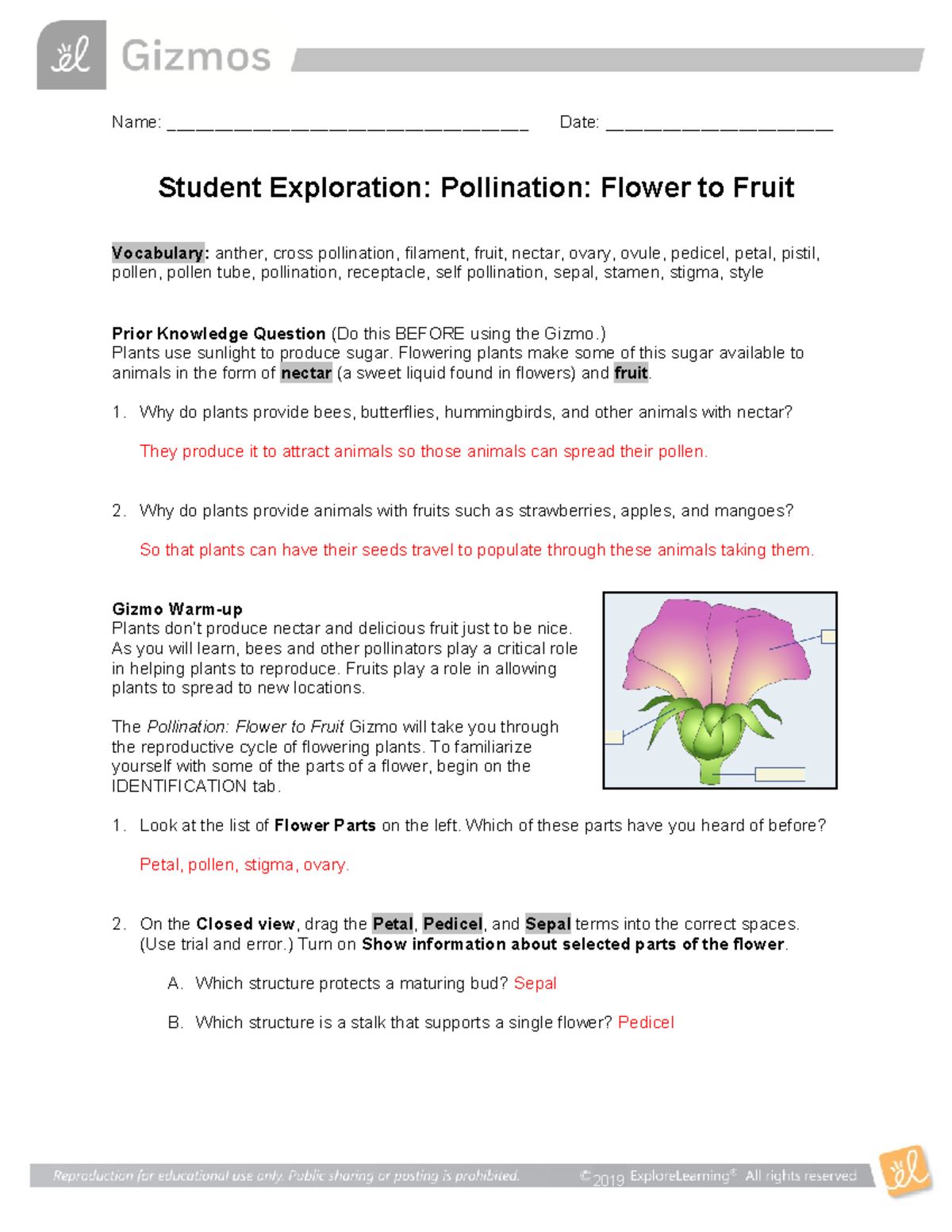 Pollination Flower Fruit SE - Name ...