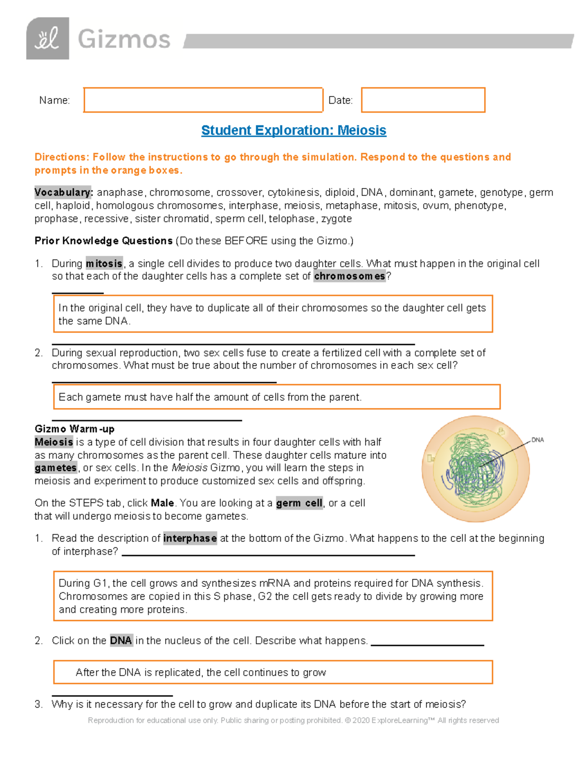 3.3 Meiosis Gizmo Worksheet (shorter) - Name: Date: Student Exploration ...
