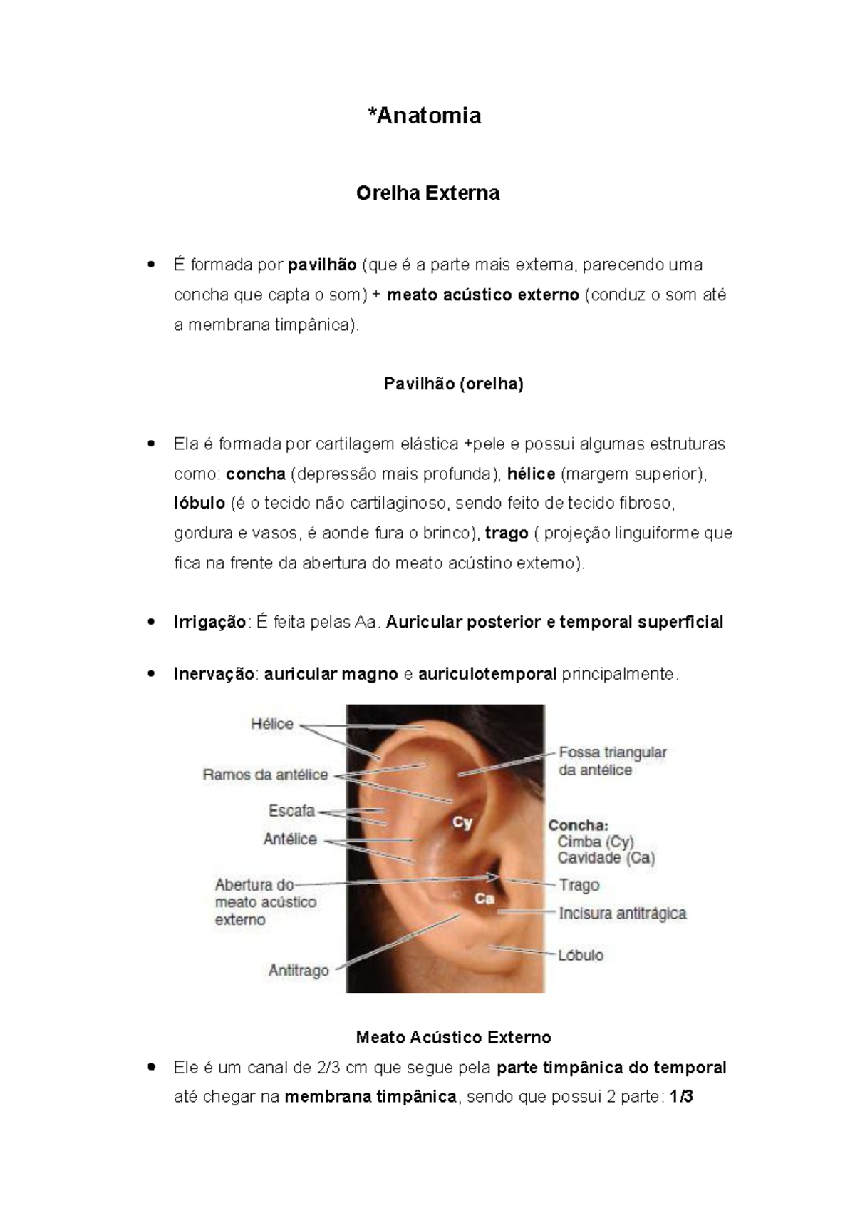 Anatomia ouvido - Orelha Externa, Pavilhão (orelha), Meato Acústico ...