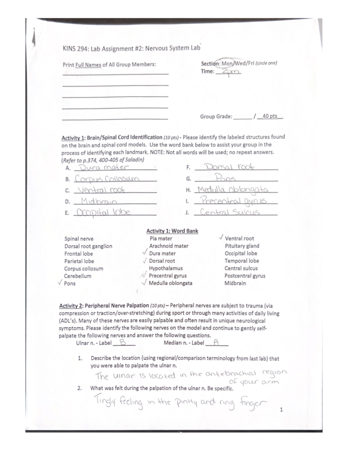 KINS 294 Lab Assignment #2 Nervous System Lab 2 - Kins 294 - Studocu