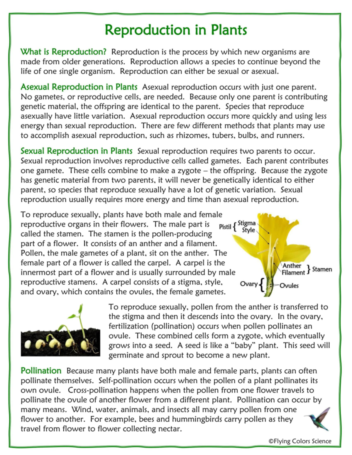 - Copy of Copy of Plant Reproduction Activity - Linked on 2023-03-06 14 ...