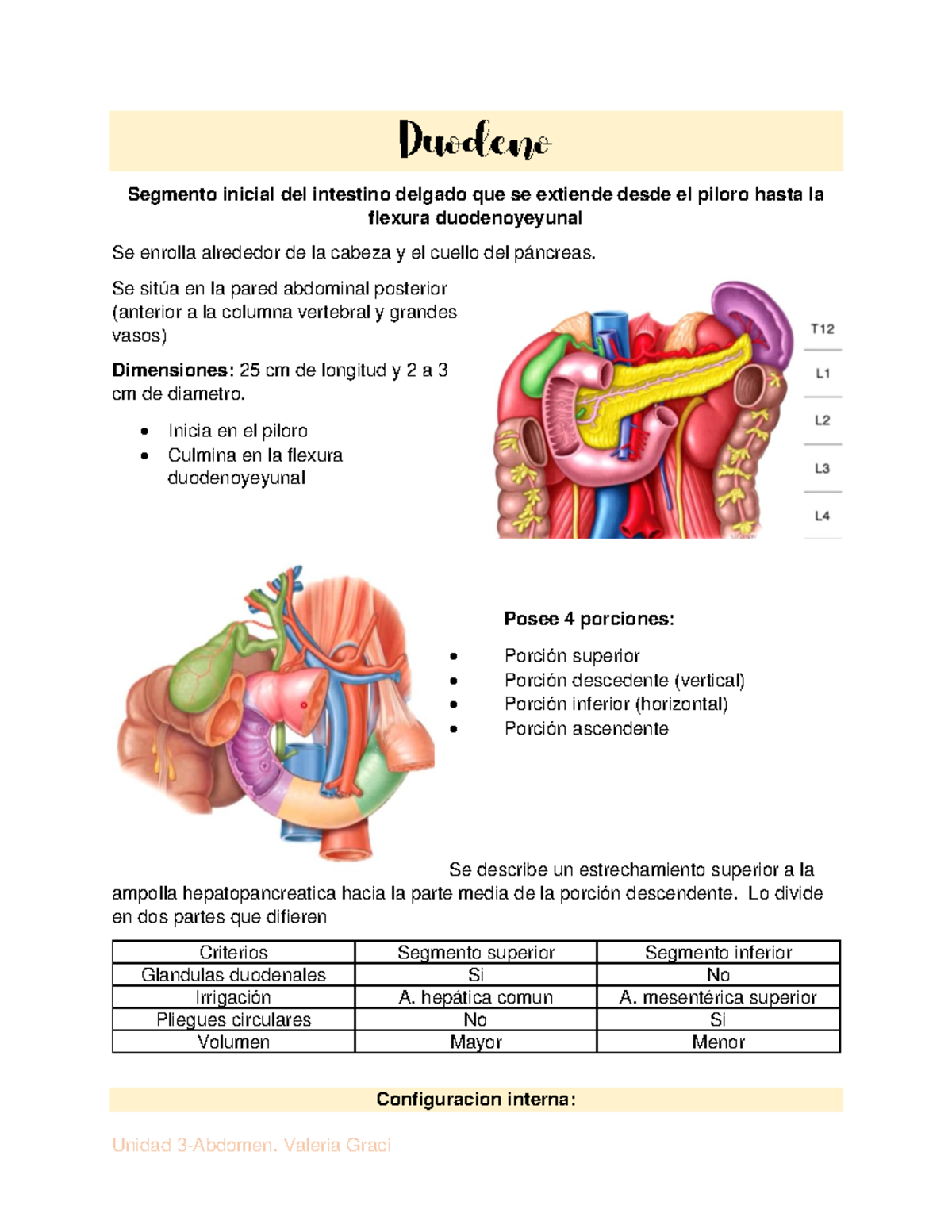 3- Duodeno- Valeria Graci - Segmento inicial del intestino delgado que ...