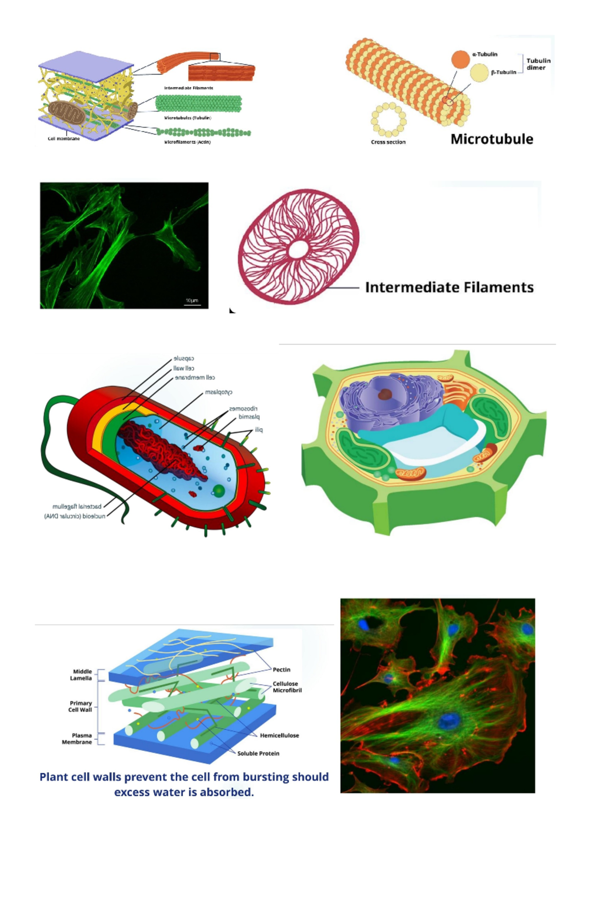 EARTH ON SCIENCE - Tubulin dimer Intermediate Filaments Microtubules ...