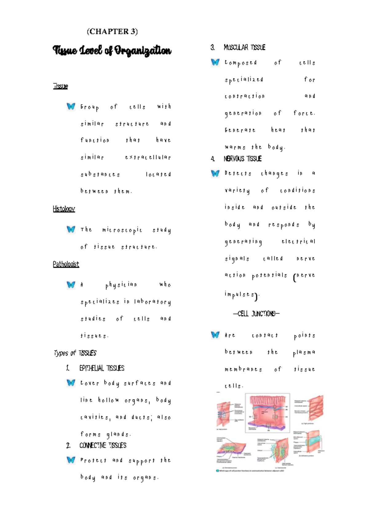 Chapter 3 (Lecture) - (CHAPTER 3) Tissue Level of Organization Group of ...