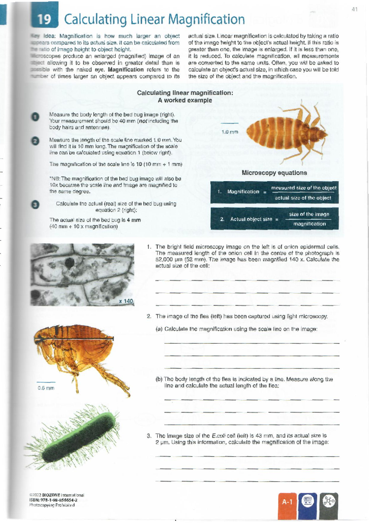 Calculating Linear Magnification - Linear magnification is calculated ...