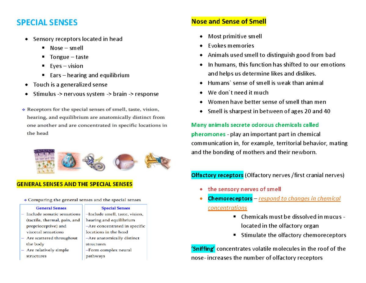 Special Senses - SPECIAL SENSES Sensory receptors located in head Nose ...