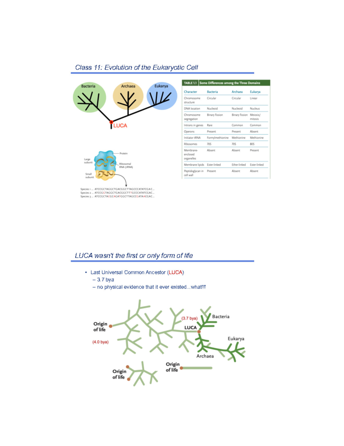 Class 11 Notes - Class 11: Evolution of the Eukaryotic Cell LUCA wasn't ...