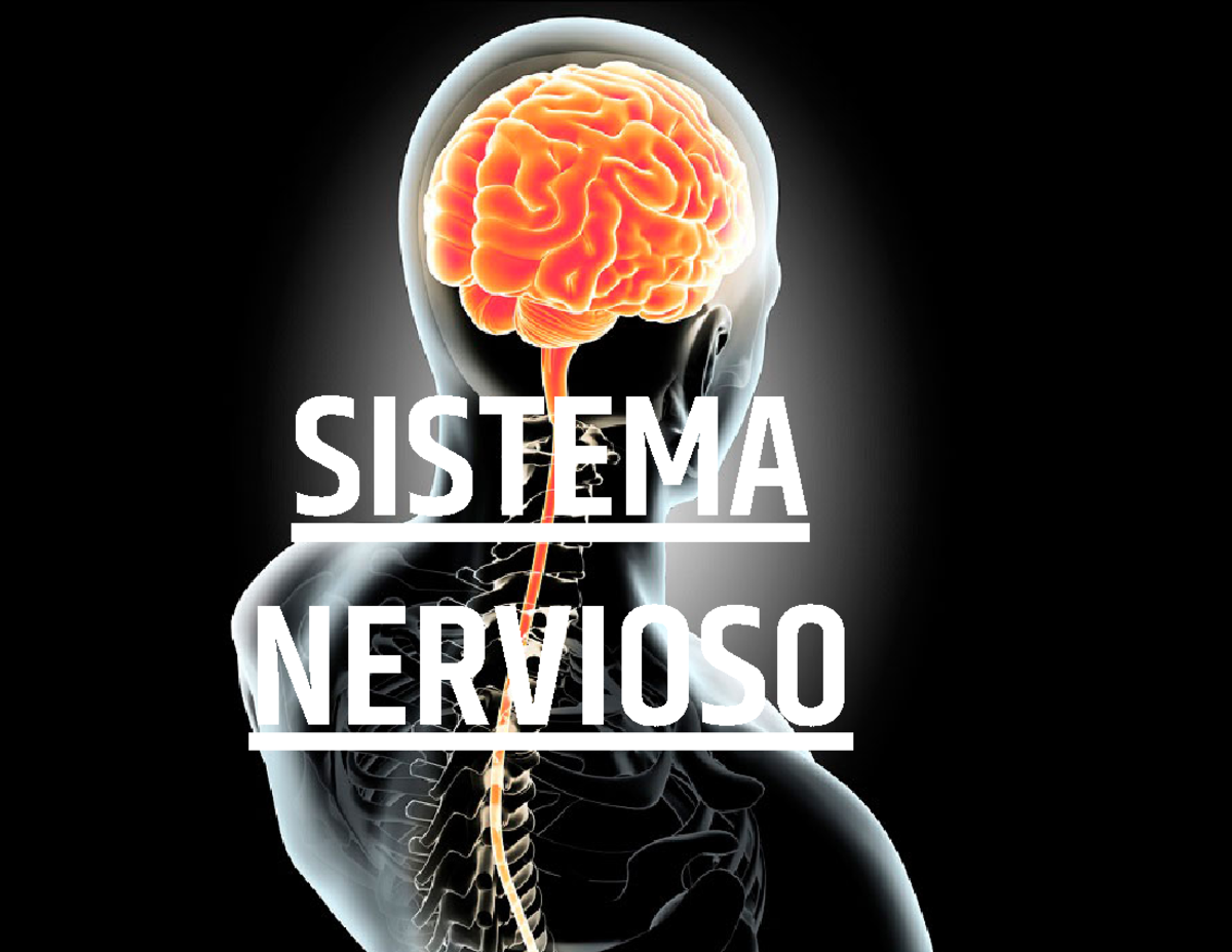 Atlas Histo Y Anato - Anatomia - SISTEMA NERVIOSO CEREBRO ENCÉFALO ...