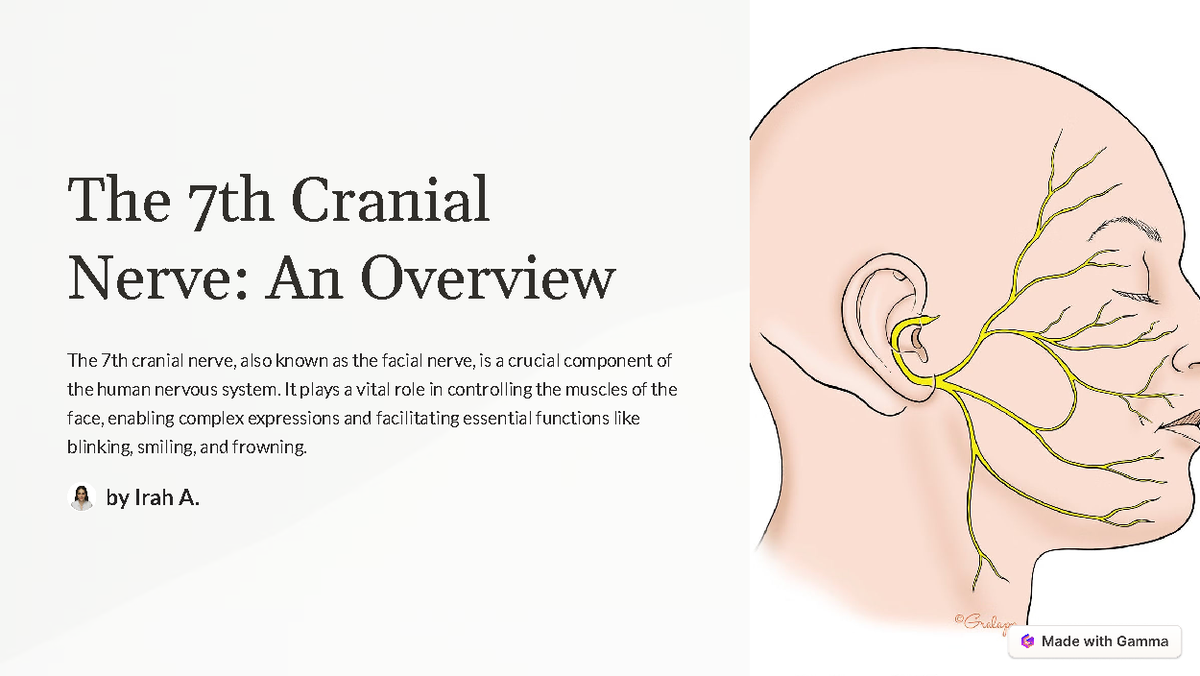 7th Cranial Nerve - The 7th Cranial Nerve: An Overview The 7th cranial nerve, also known as the ...